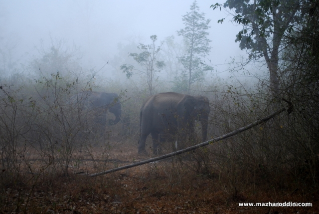 Bandipur National Park | Mazharoddin's Photography