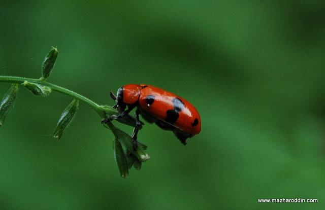 Bugs Photos | Mazharoddin's Photography