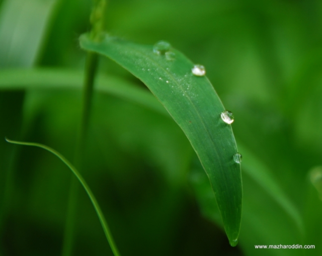 Kuruva Island / Wayanad / Kerala | Mazharoddin's Photography