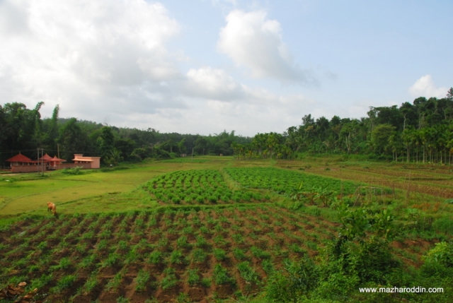 Kuruva Island / Wayanad / Kerala | Mazharoddin's Photography